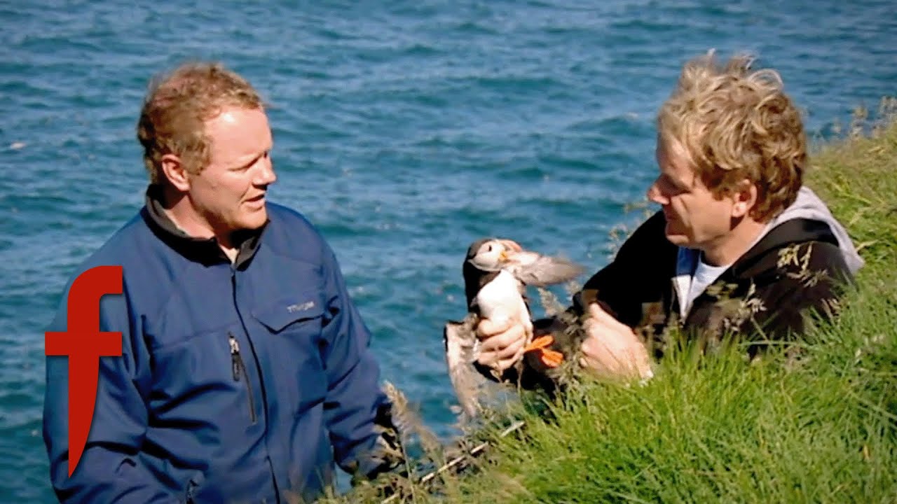 Puffin Hunting in Iceland: Gordon’s Nose-Biting Encounter! | The F Word ...